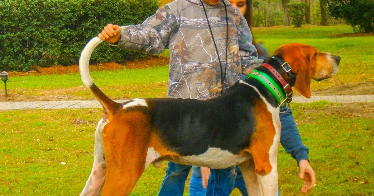 Lowcountry outdoors: 25-Years for State Youth Coon Hunt at Webb Center