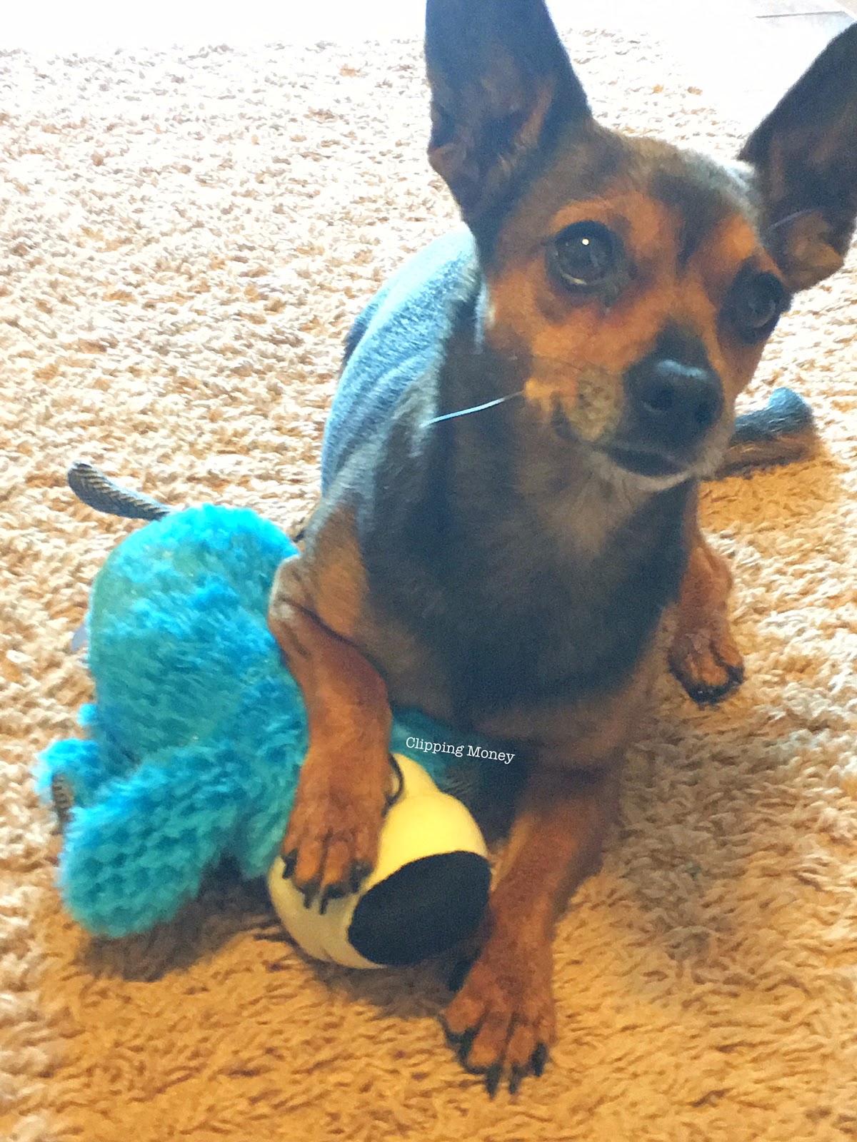 Clipping Money: Pet Gift Box #Review