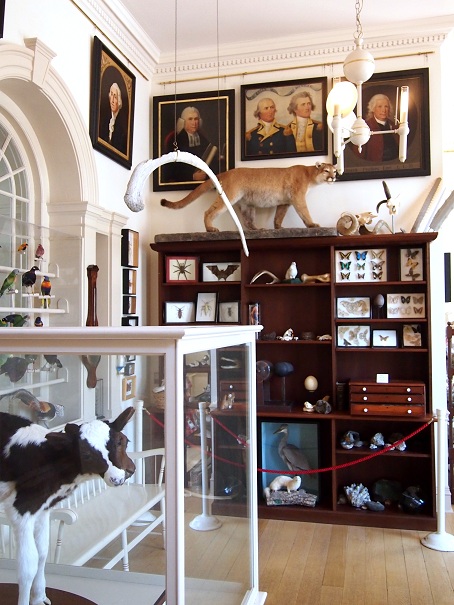 OTIS (Odd Things I've Seen): Joseph Steward Museum of Natural and Other ...