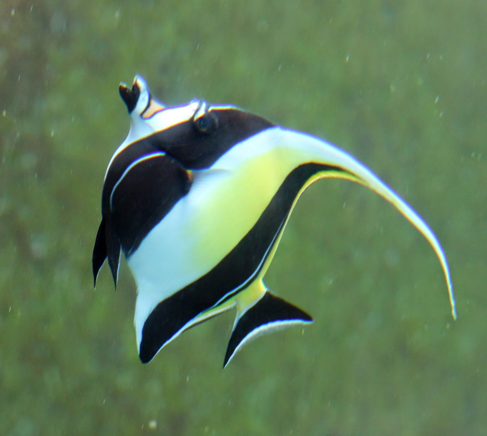 Musings in Mongolia: The sites and scenery from Okinawa