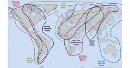 Avian Flu Diary: Migratory Birds & The Spread Of Highly Pathogenic ...
