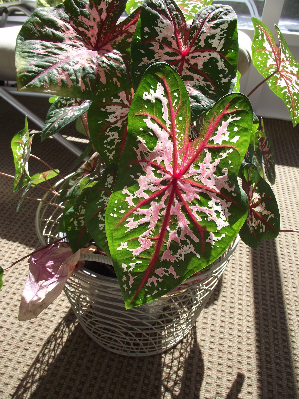 A WHITEWASHED COTTAGE: Caladium