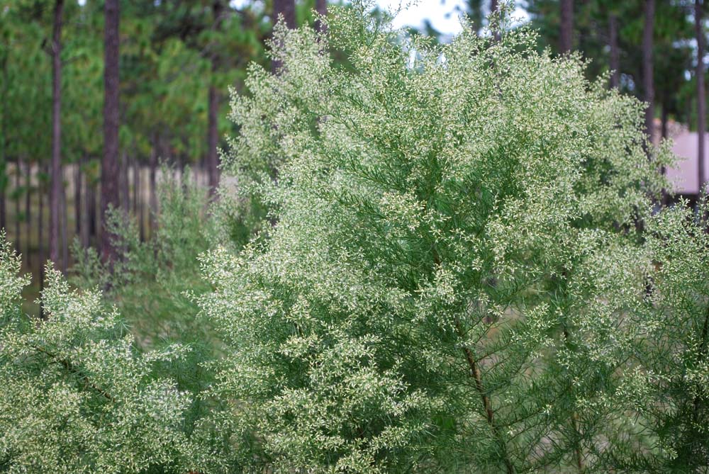 Space Coast Wildflowers: 2011 Wildflower Symposium, October 15, 2011