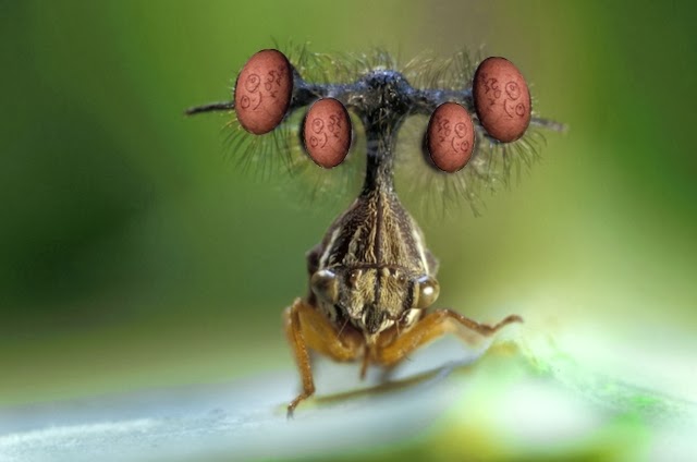 Amazing Animals Pictures: The Brazilian Treehopper, the more strange ...