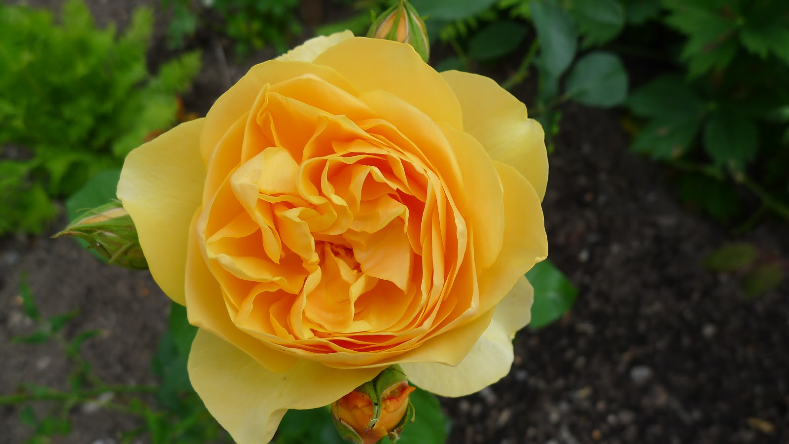 Dalkullans Trädgård: Olika nyanser av gult