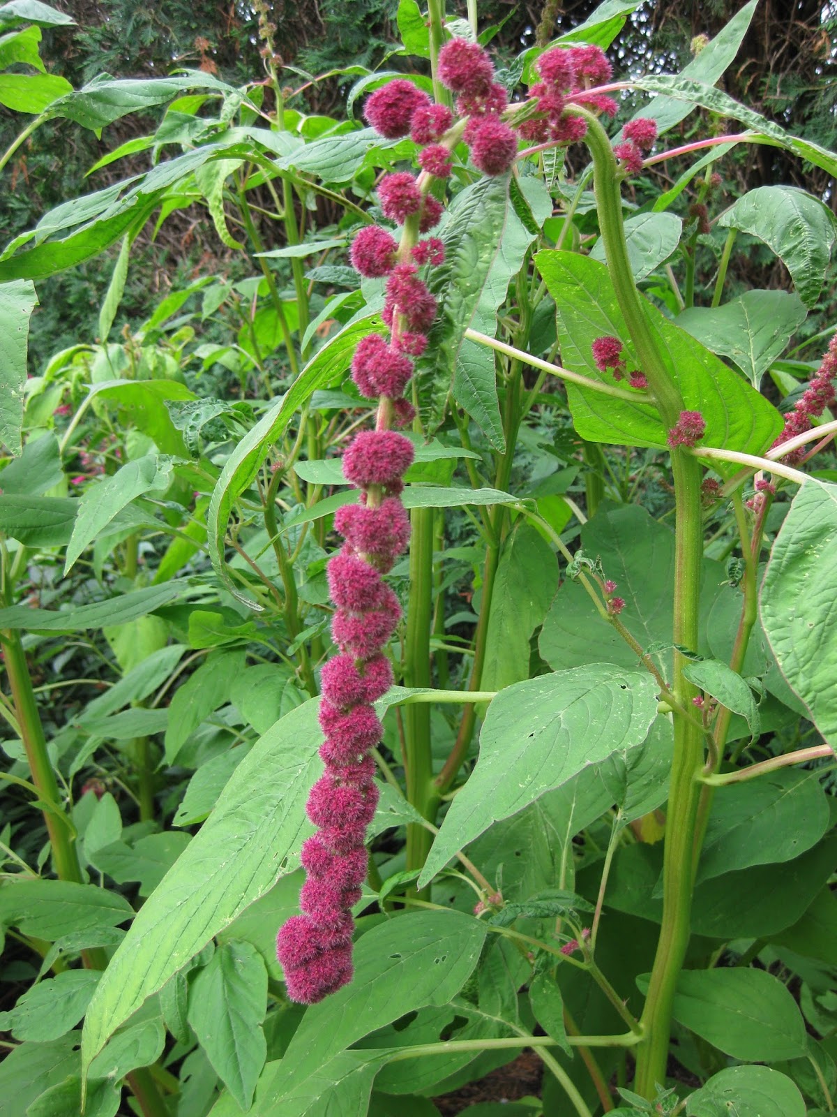 Rotary Botanical Gardens - Hort Blog: Love-Lies-Bleeding