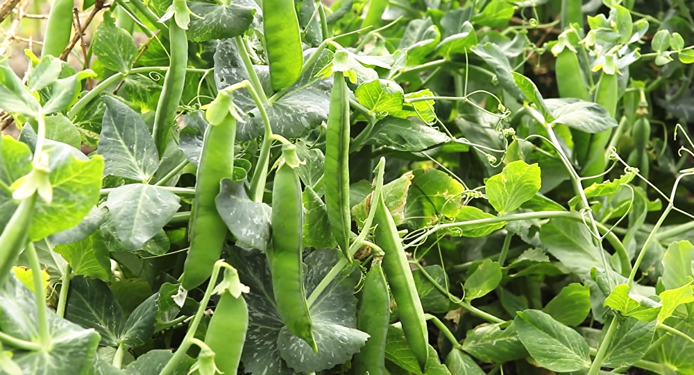 Koide9enisrael: Le petit pois, une plante qui a le goût de l’aventure
