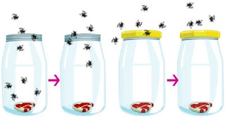 Origenes De La Vida: Experimento de Redi