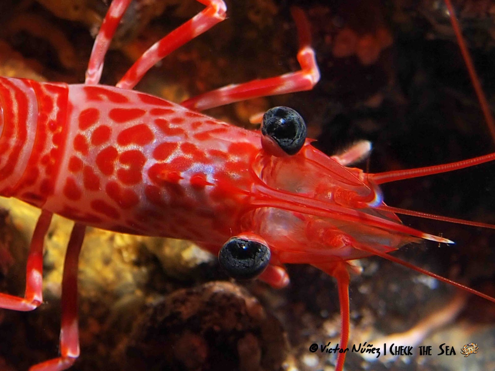 Check the Sea. Web de buceo y fotografía submarina de las Islas ...