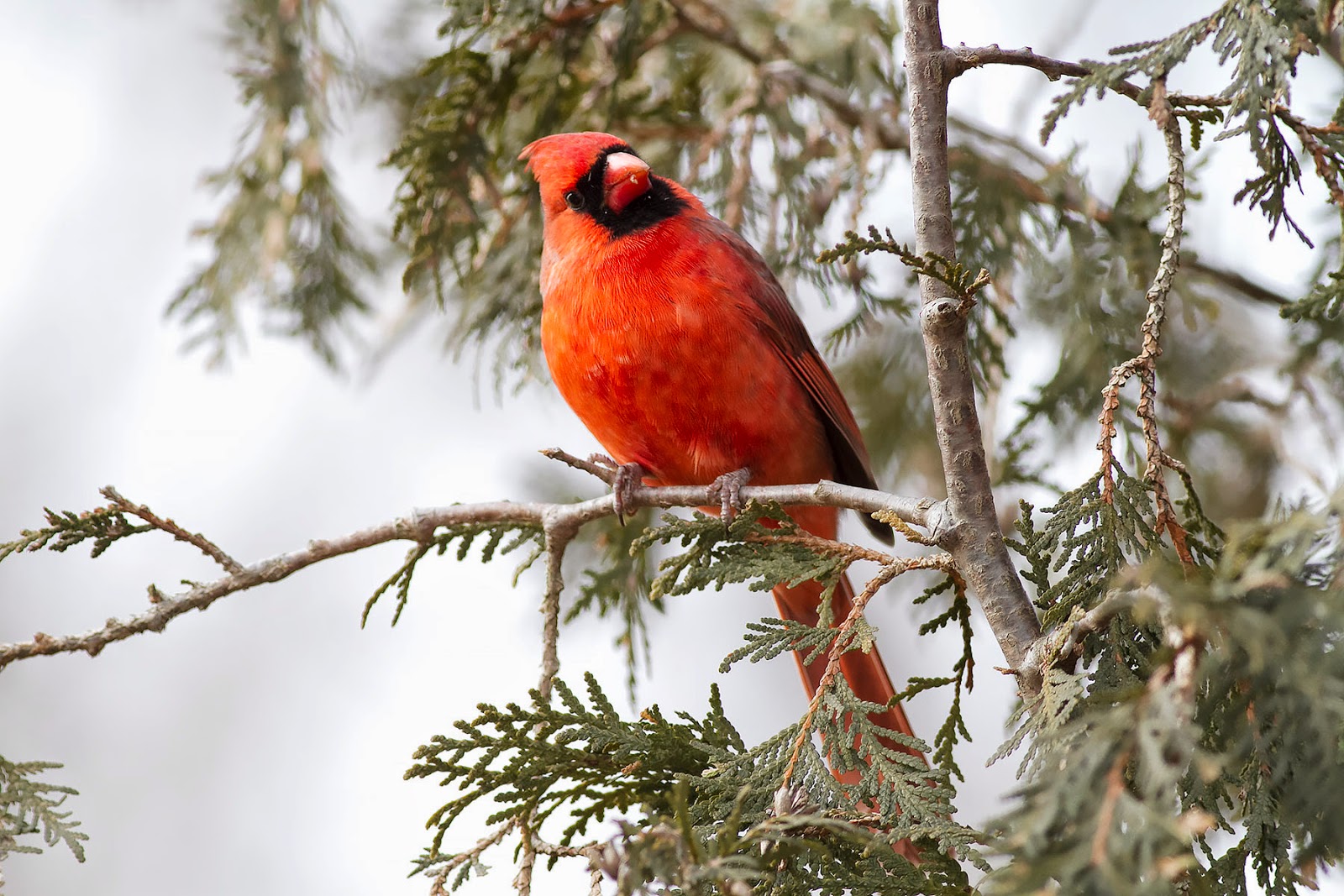 Ann Brokelman Photography: Northern Cardinal Dec 30, 2014