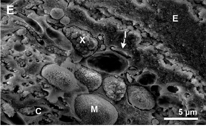 Sciency Thoughts: Preserved pigment cells reveal the colour of a ...