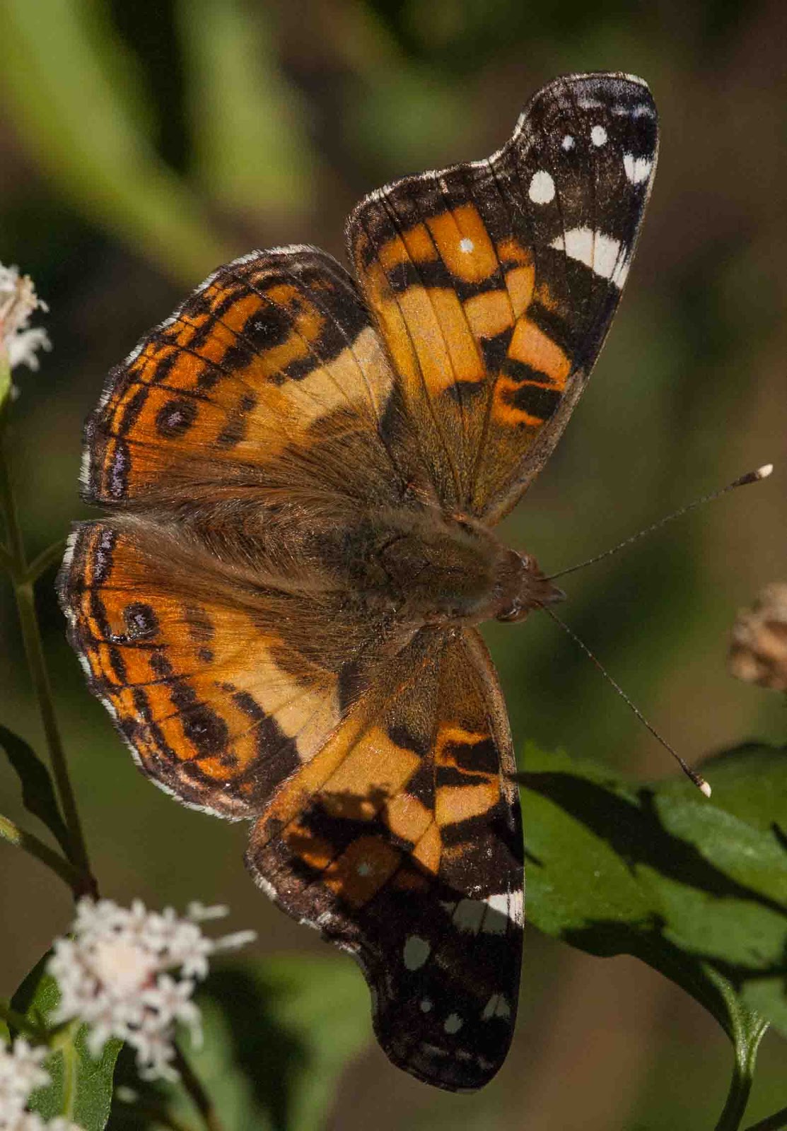 Window on a Texas Wildscape: Fall butterflies