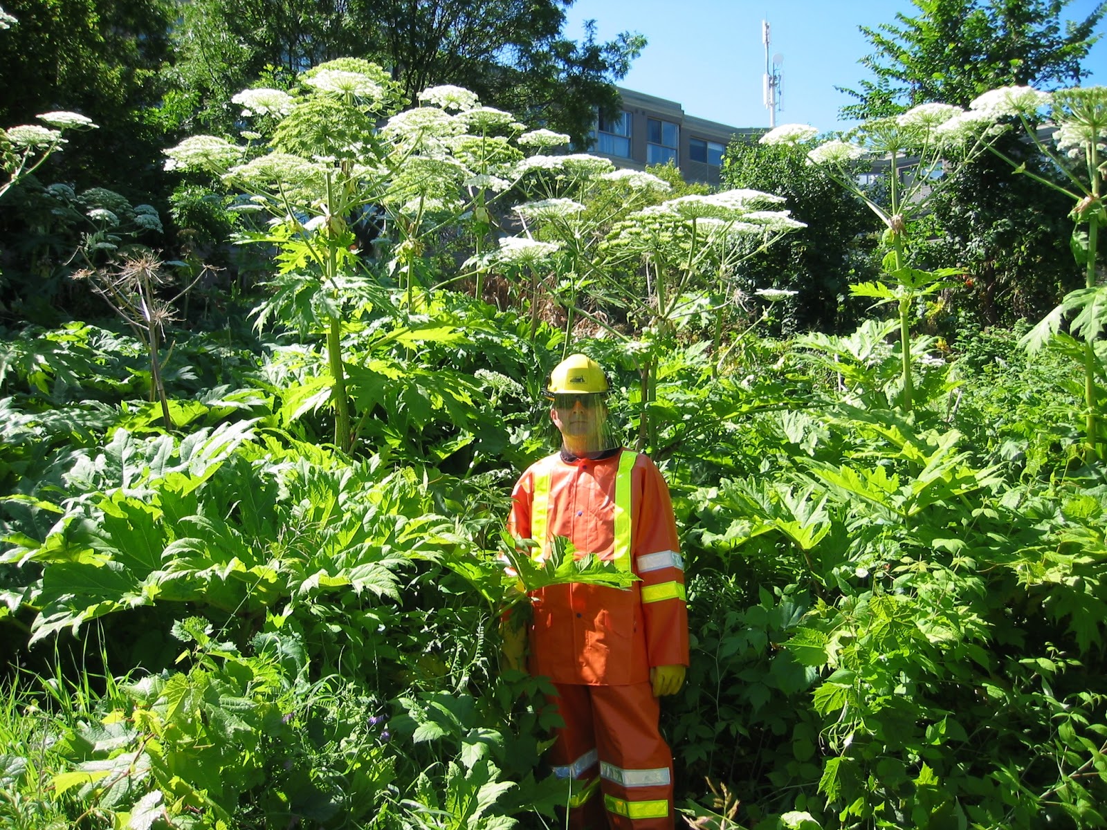paradis express: Giant Hogweed