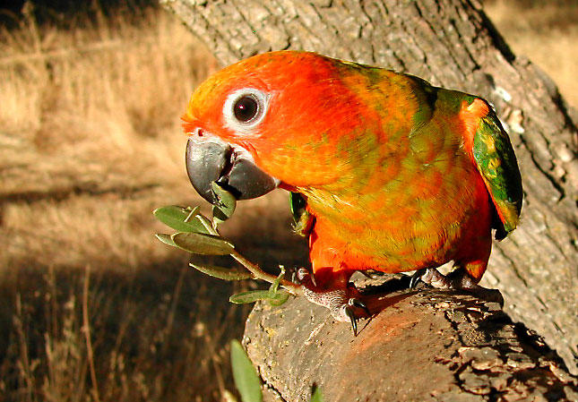 Sun Parakeet | The Life of Animals