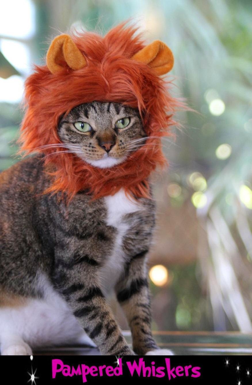 15 Gift Ideas For Cats 15-gift-ideas-for-cats