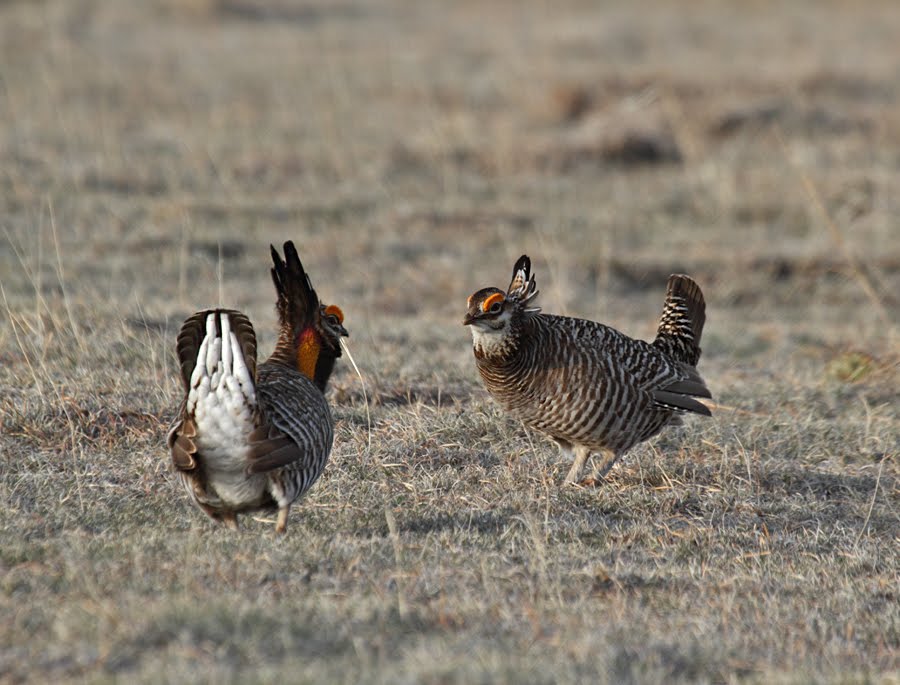 Lost in BIrding: Greater Chicken Run...COLORADO (1 May)