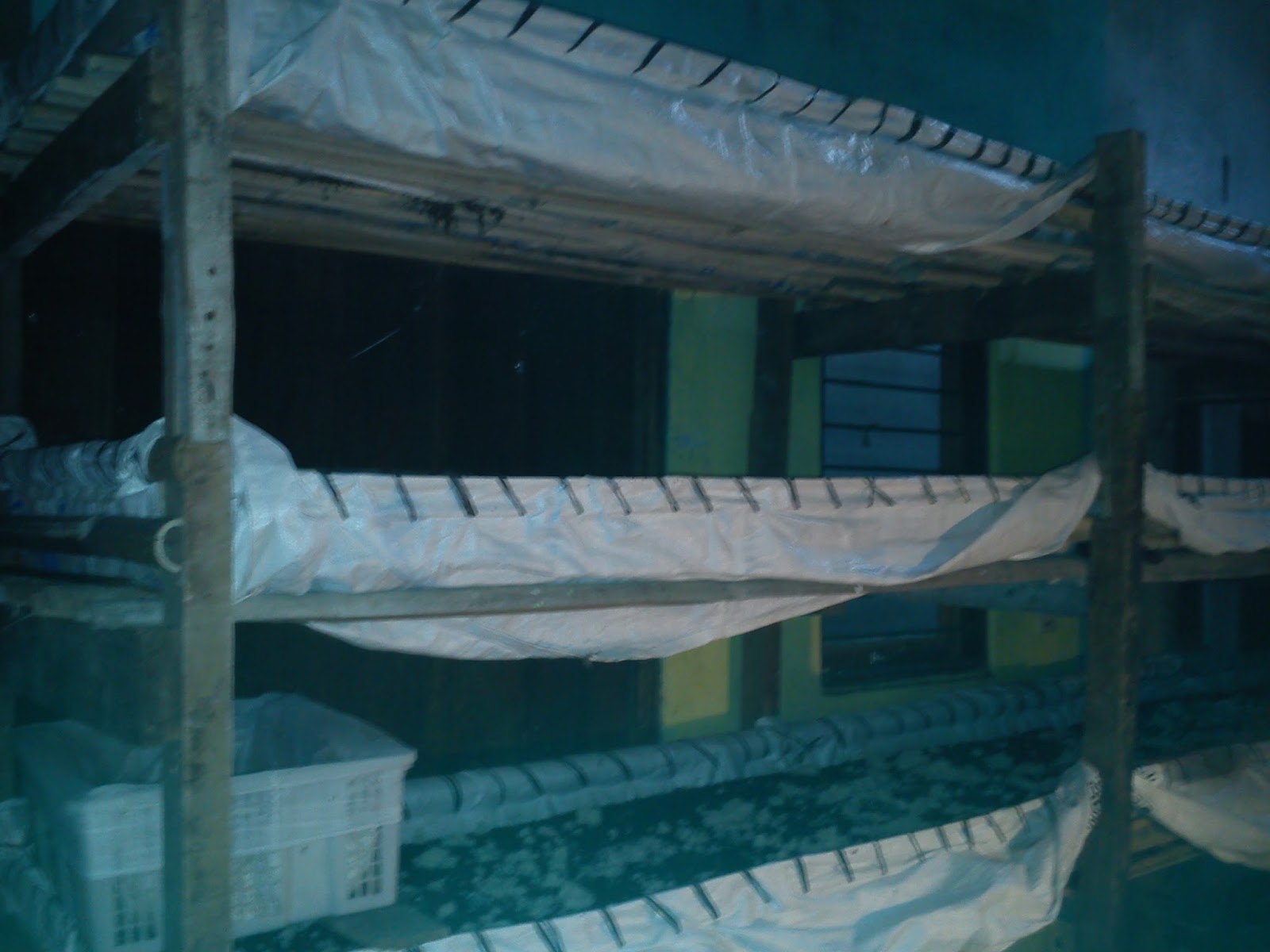 budidaya cacing tanah, ternak cacing tanah, jual cacing