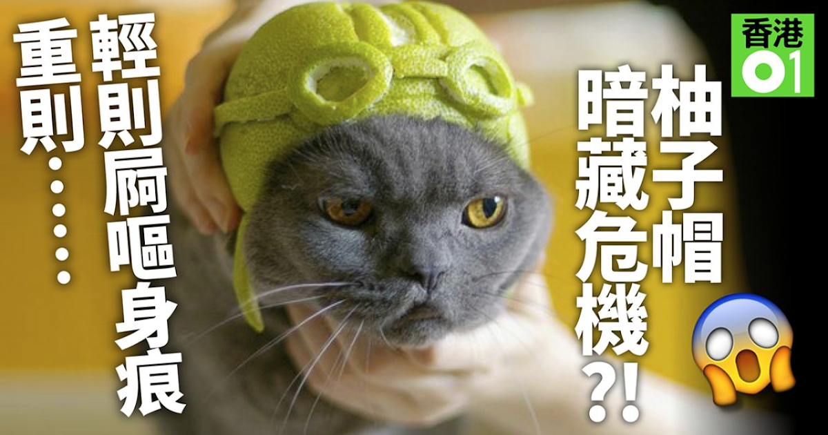 香港動物政策網誌: 【寵物過中秋】貪得意幫毛孩戴柚皮帽 柑橘油隨時導致身痕作嘔