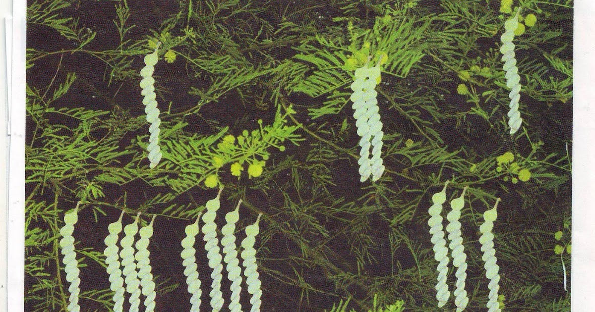 ALL PROBLEMS SOLUTIONS : BENEFITS OF Babul