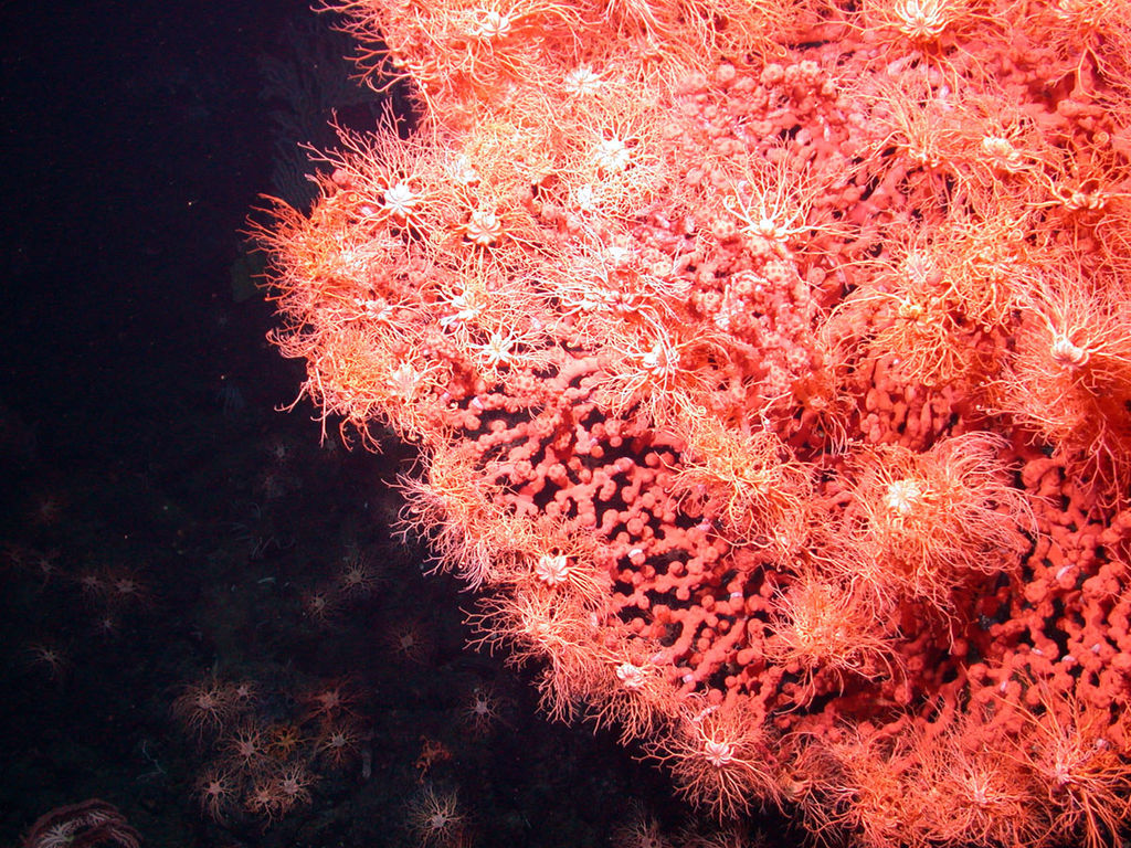 Real Monstrosities: Gorgonocephalus