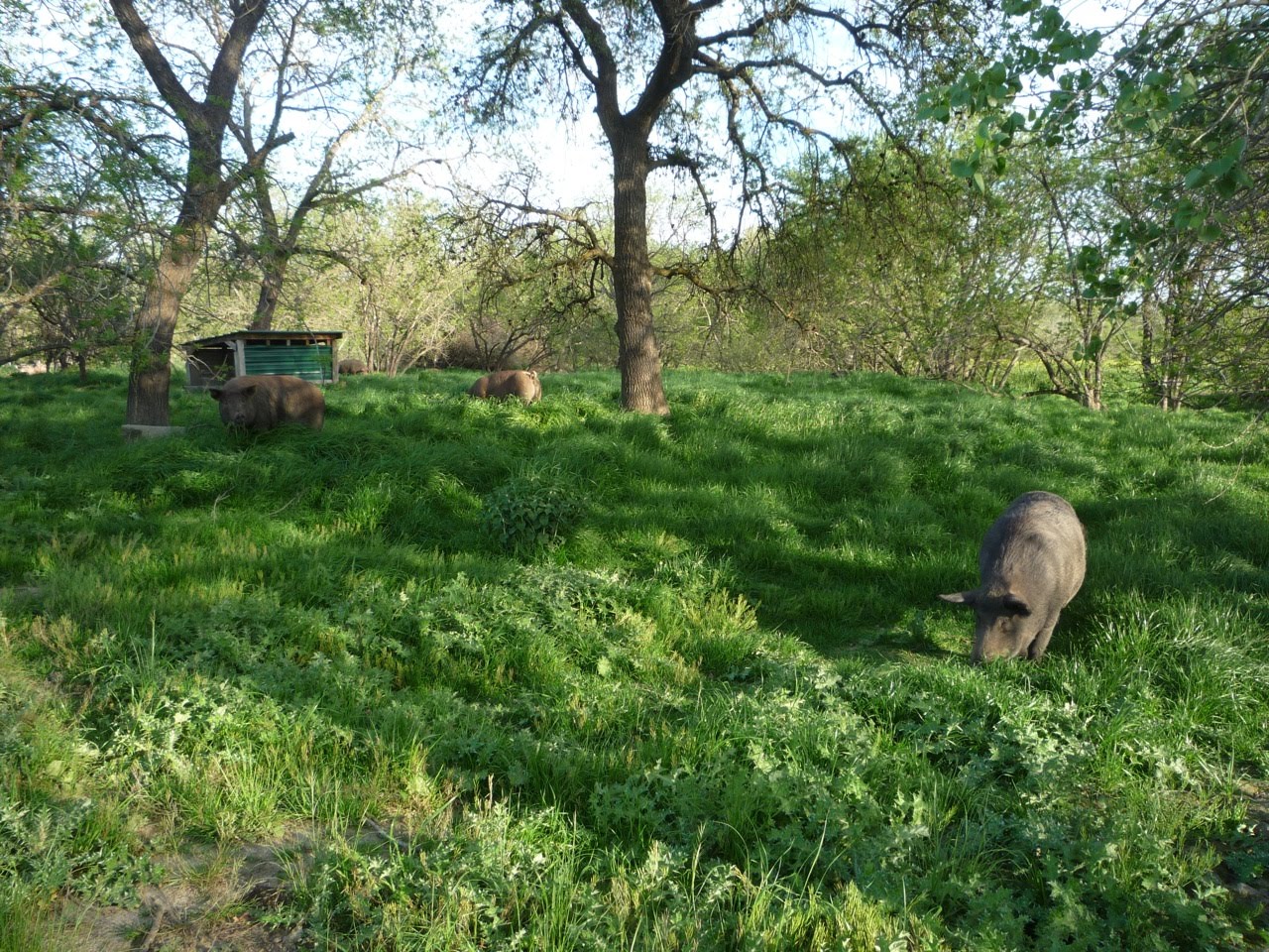 Riverdog Farm Hog Blog: Sows in Spring Pasture