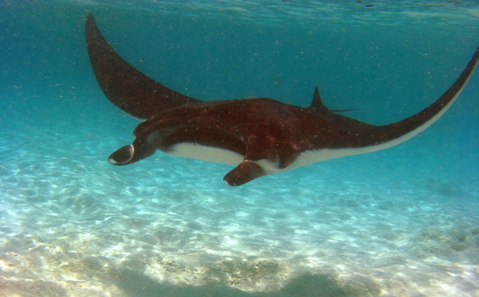 BUCEO - QUE VES CUANDO ME VES : MANTA RAYA - Manta birostris