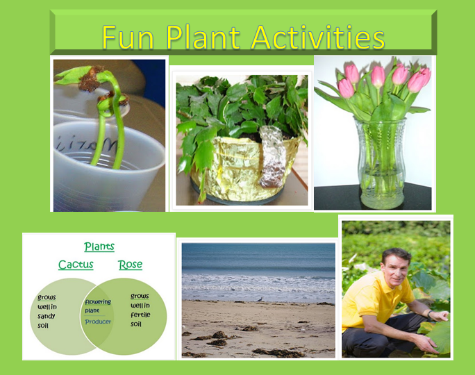 learning-ideas-grades-k-8-fun-plant-activities-for-kids