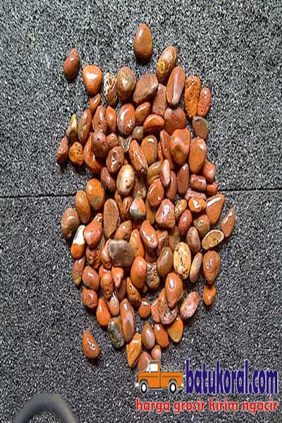 KORAL ALOR MERAH JUAL DI JAKARTA-BOGOR-DEPOK-TANGERANG-BEKASI ~ JUAL ...