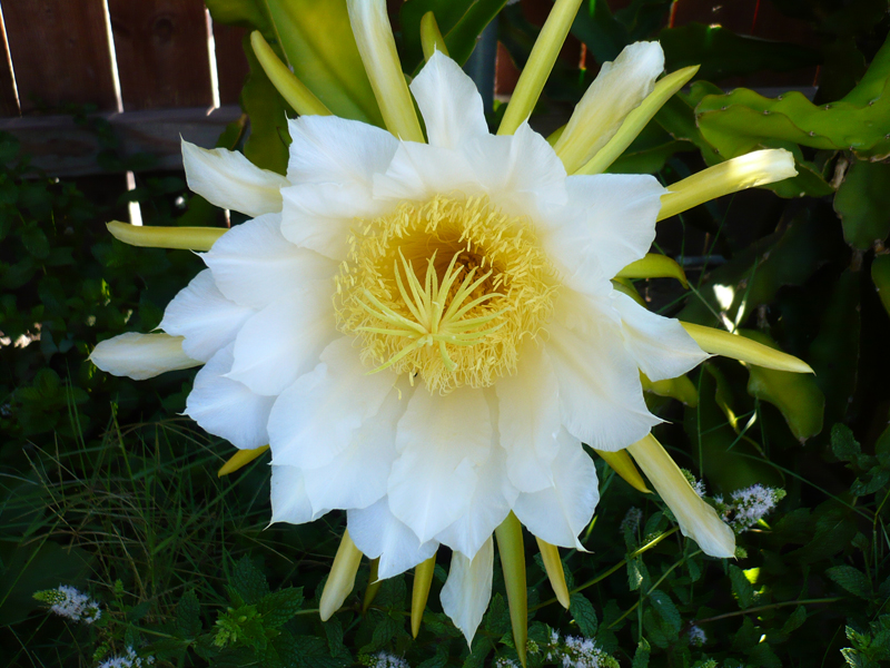 Cultiva Ciencia: ¿Qué es la Pitaya (Hylocereus spp)?