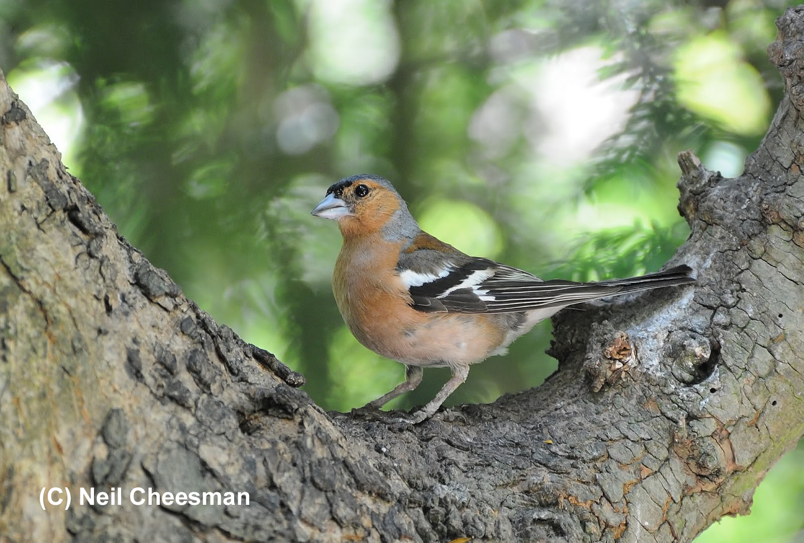 British Wildlife Photography: Chaffinch