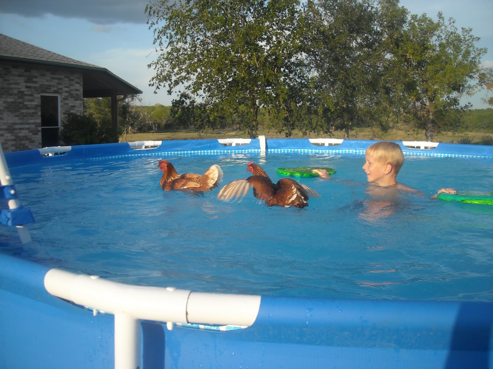 You, More Organized: Swimming Chicken