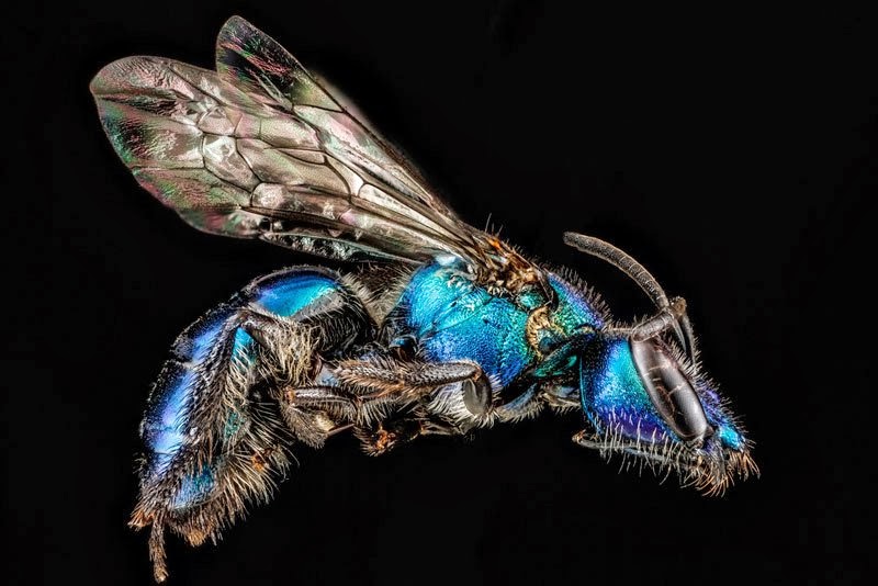 The Flying Tortoise: The Most Amazing Detailed Close Up Photo Images Of ...