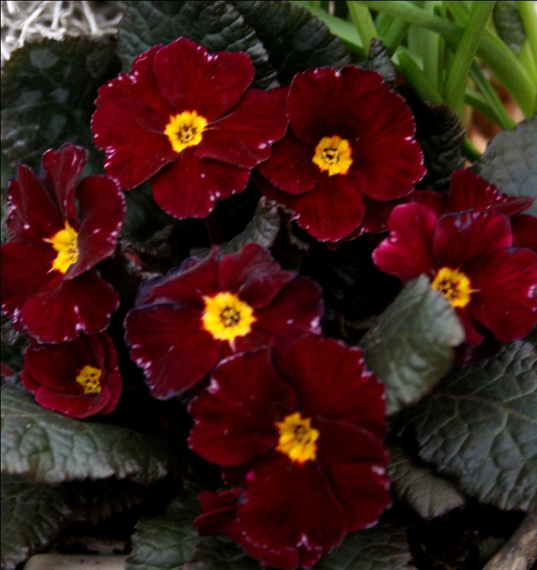 Kennedy Irish Primroses at National Ploughing Championships