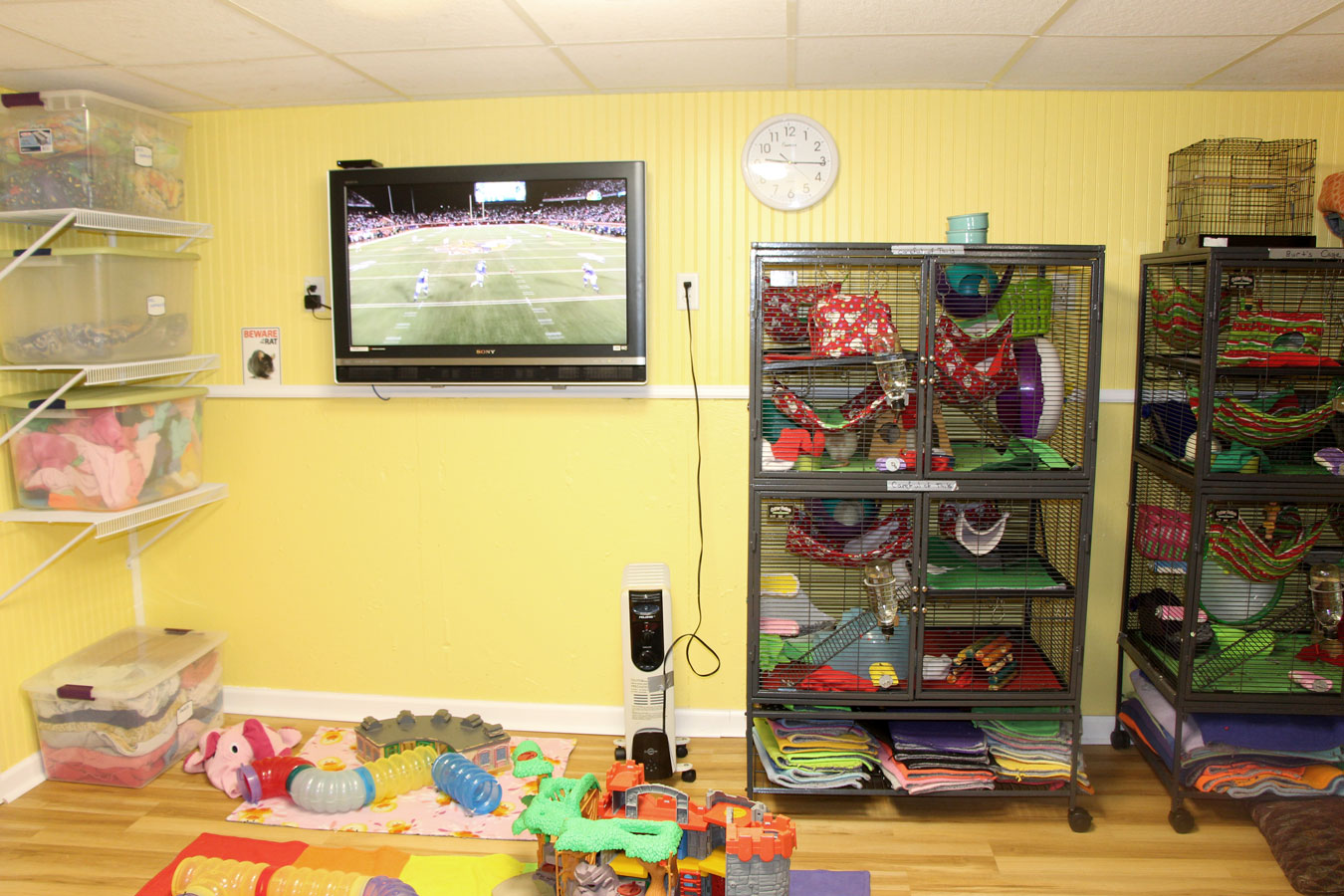 Ratropolis: The Rat Room Remodel