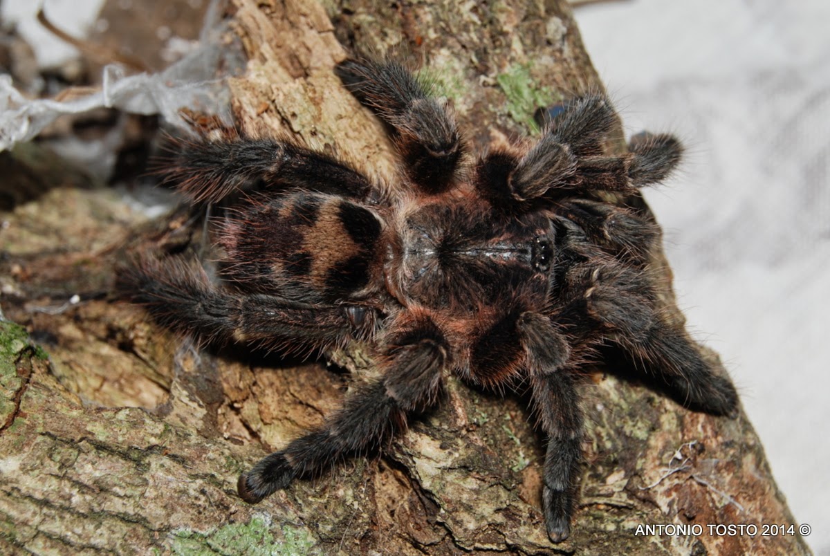 Dominican Spiders: Theraphosidae, Avicularia sp.
