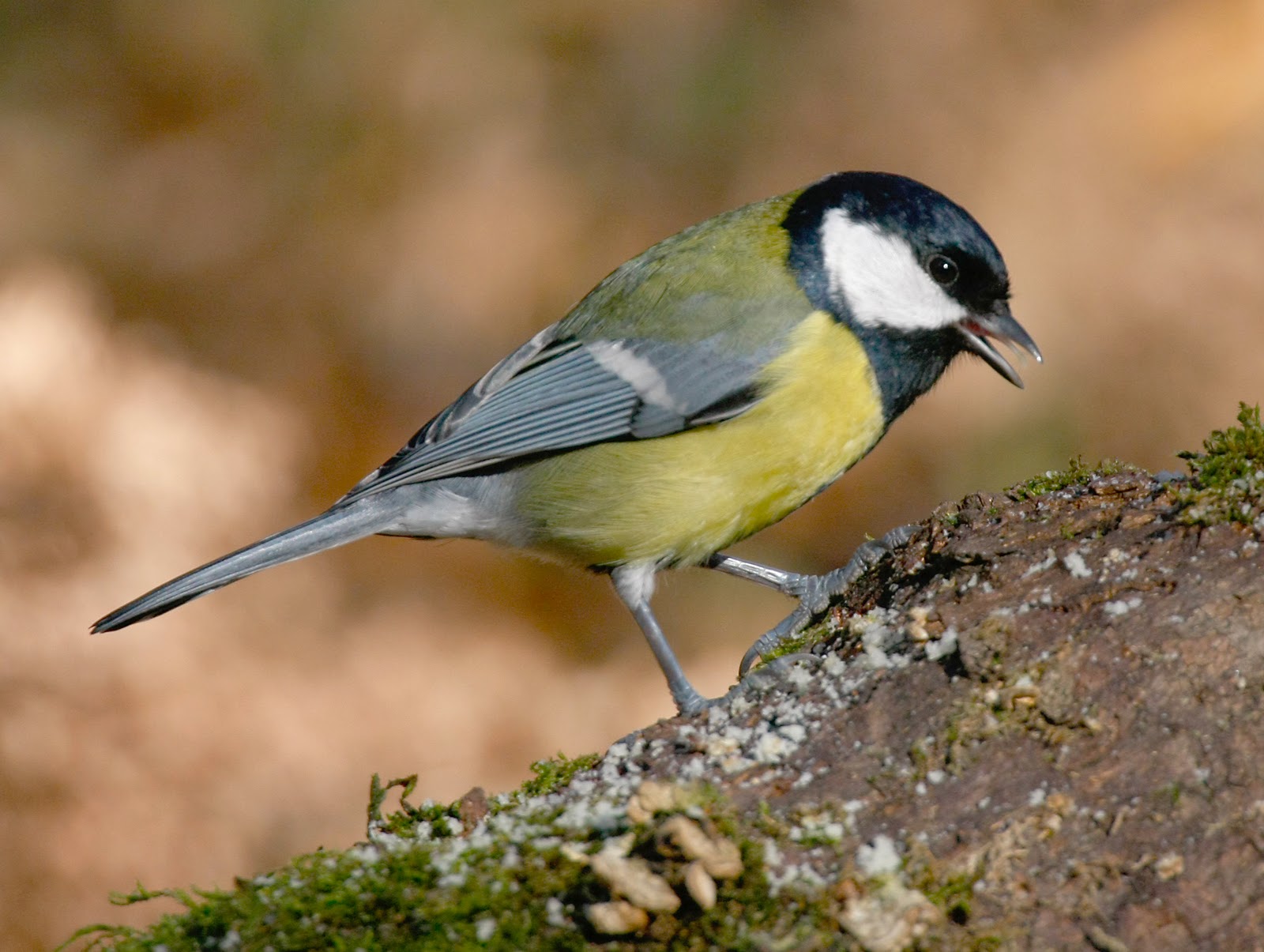Navarra al natural: Visita otoñal a Orgi.