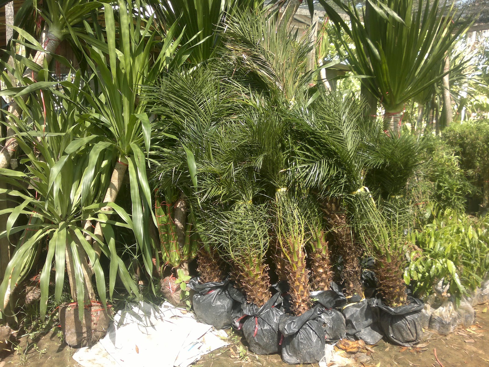 17+ Bunga Hiasan Panjang, Yang Cantik!