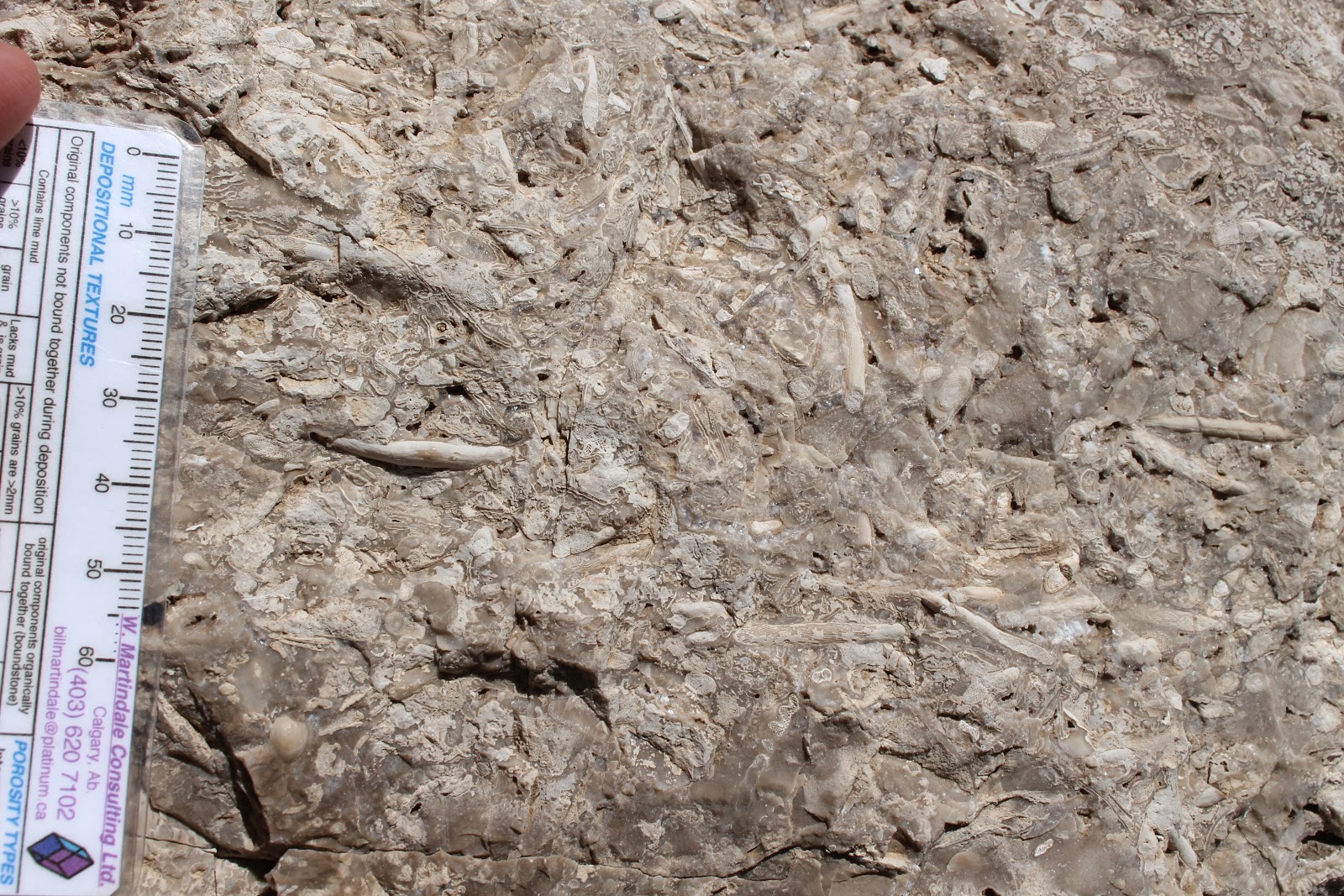 Finding Fossils...: The Permian Capitan Reef