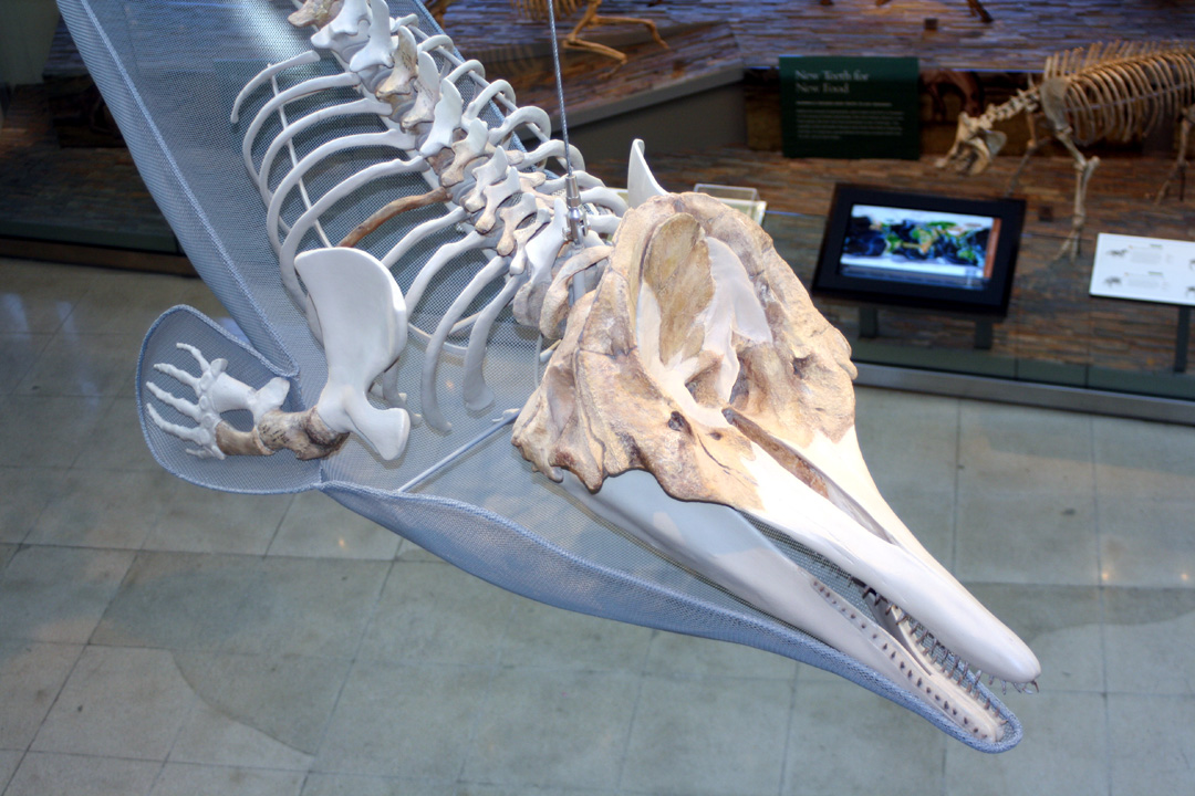 The Coastal Paleontologist: Southern California Research Trip, Part 2 ...