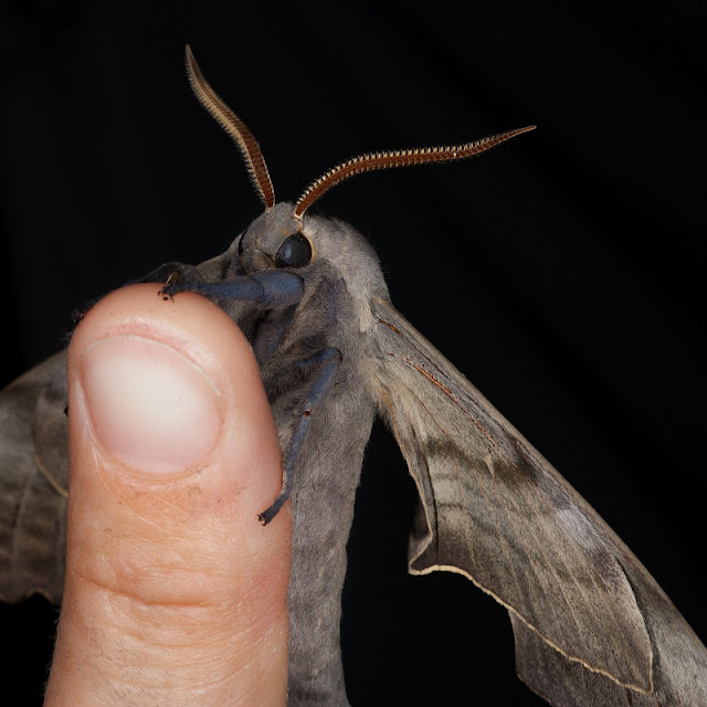 Zen Through a Lens: Amidst The Creatures Of The Night
