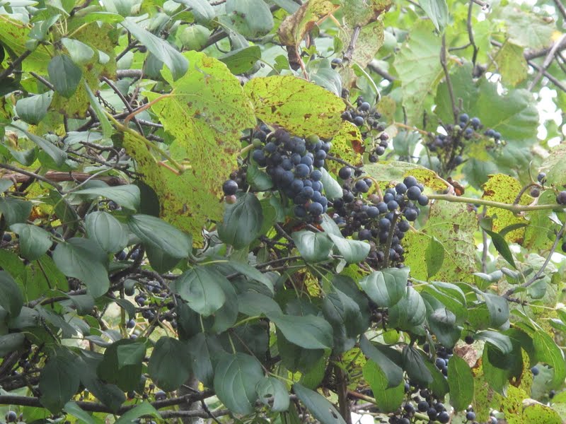 Harvesting wild grapes