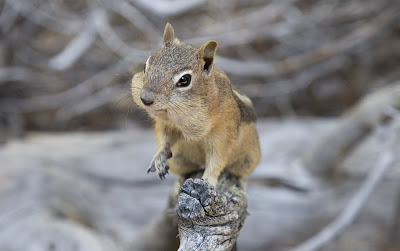 RonNewby: Chipmunk gone rogue Wild Basin Colorado