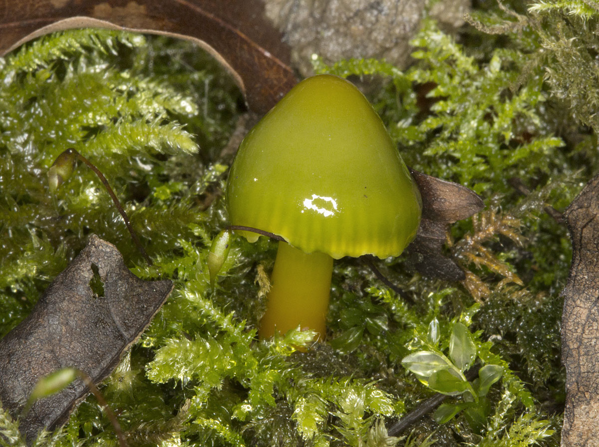 Parrot Waxcap | Naturally
