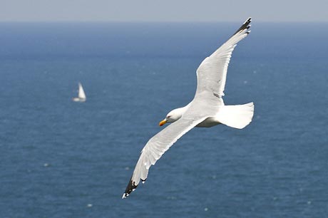 Radu Saizu: Pescarusul si-a luat zborul