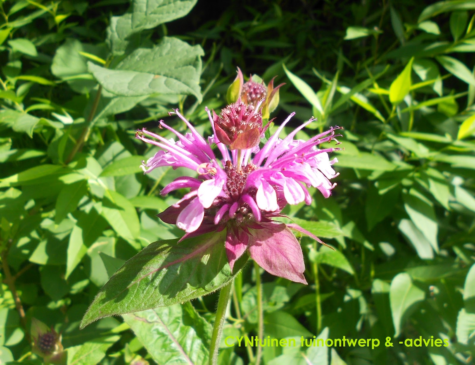 CYNtuinen tuinontwerp & -advies: Uit eigen tuin, Monarda 'Mohawk'