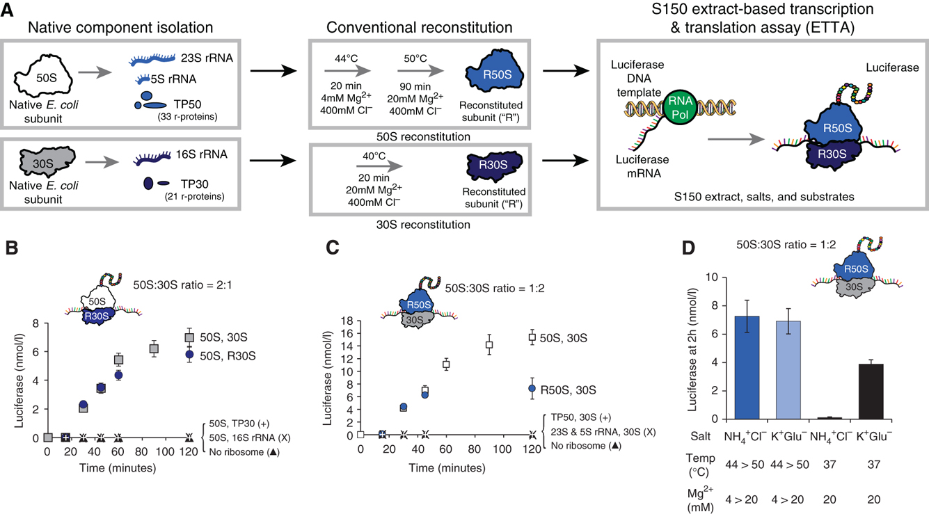 Synthetic Biologists have for the first time synthesized eColi ...