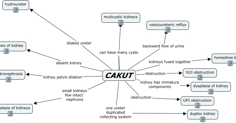 Nephron Power: Concept Map of CAKUT