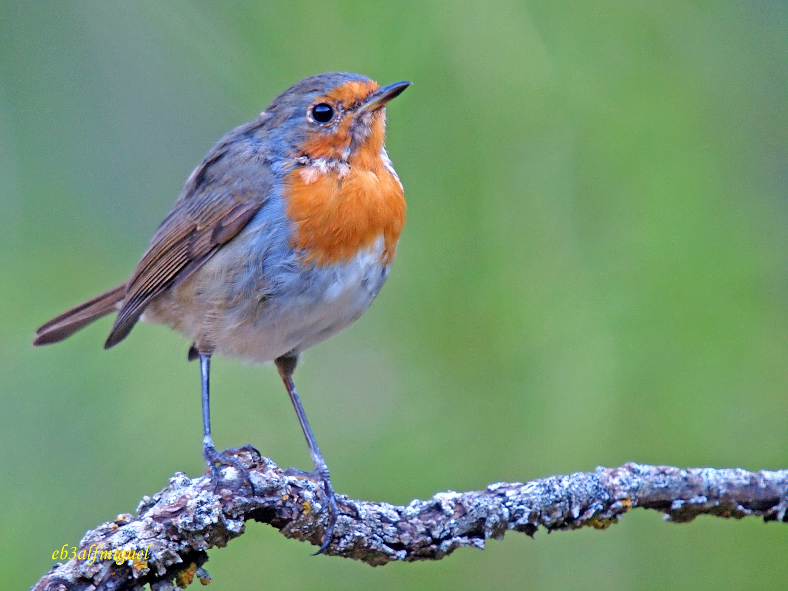 Miguel fotografia: Joven Petirrojo Entre dos Trajes