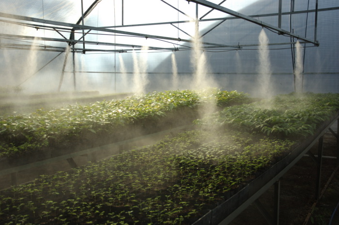 PENGERTIAN DEFINISI ISTILAH ARTI KATA: JENIS JENIS PERSEMAIAN ...