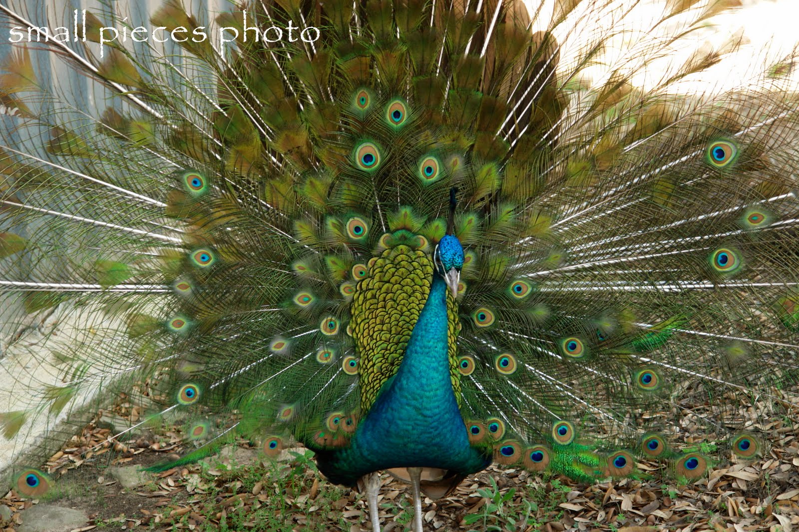 Behind the Small Pieces: World, Meet the P-birds